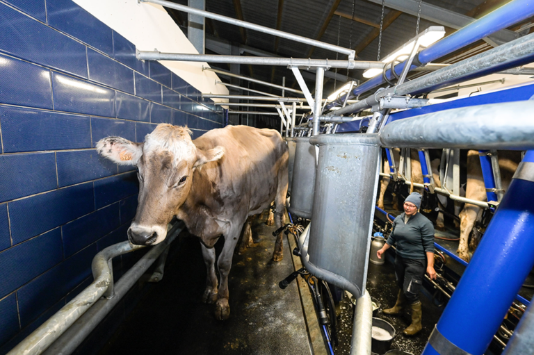 L’itinéraire du lait – Filière lait à La Réunion